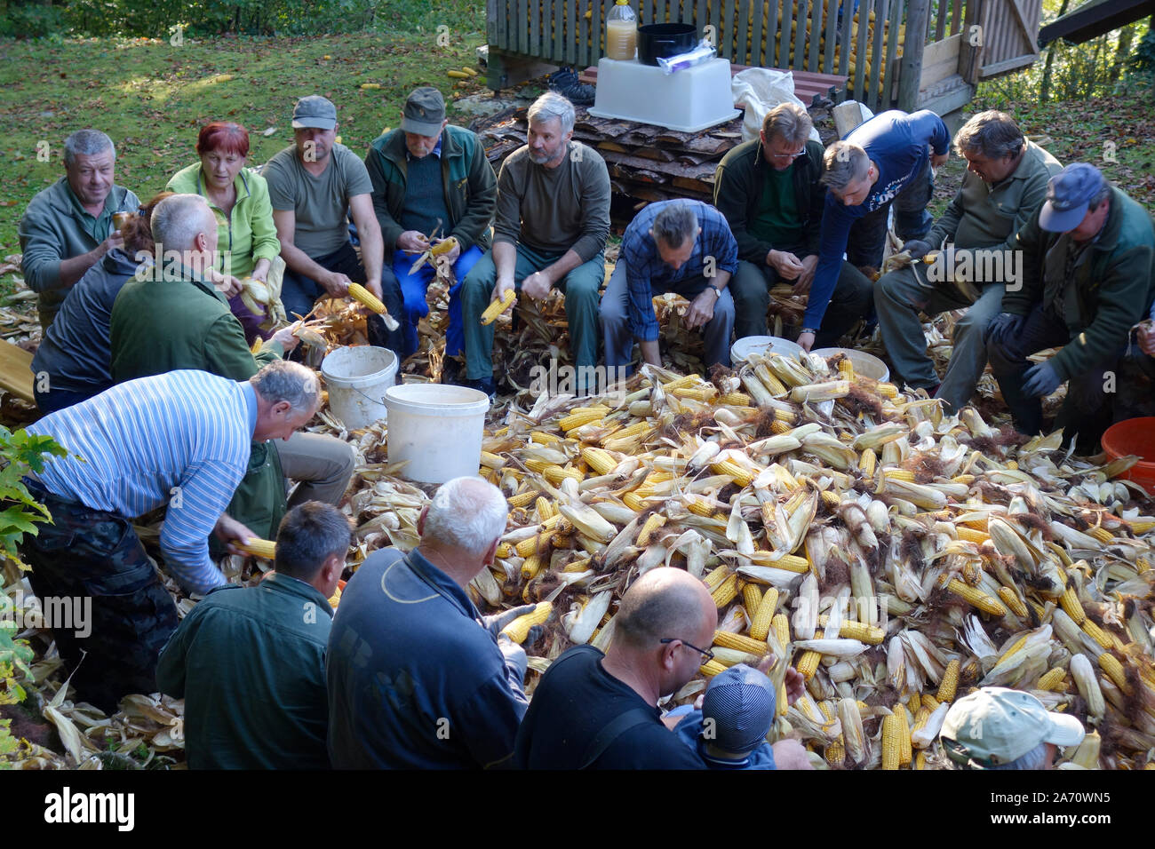 Volunteer Corn Plant High Resolution Stock Photography and Images - Alamy