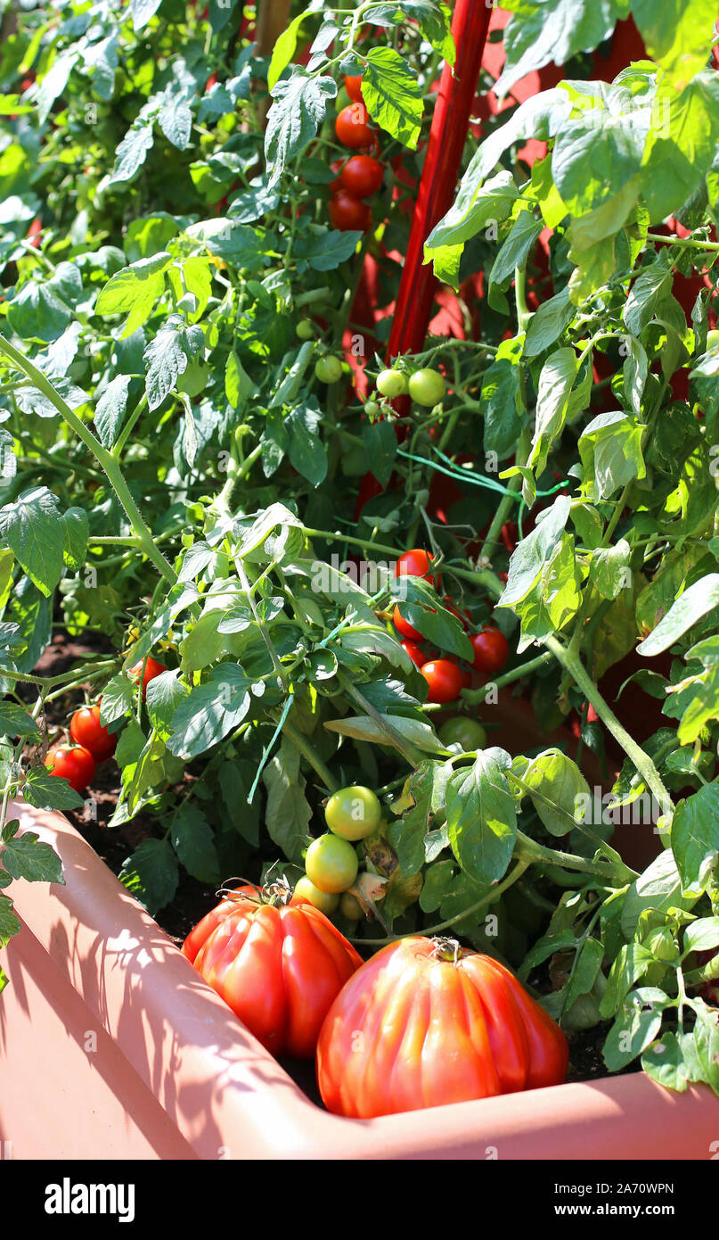 red tomatoes in the urban garden on a terrace of an apartment Stock ...