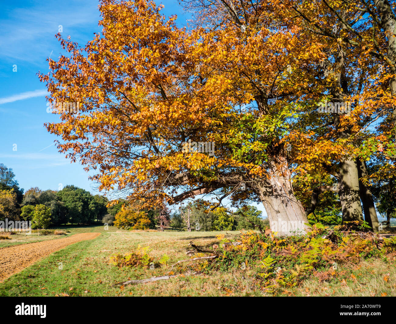 Royal oak tree hi-res stock photography and images - Alamy