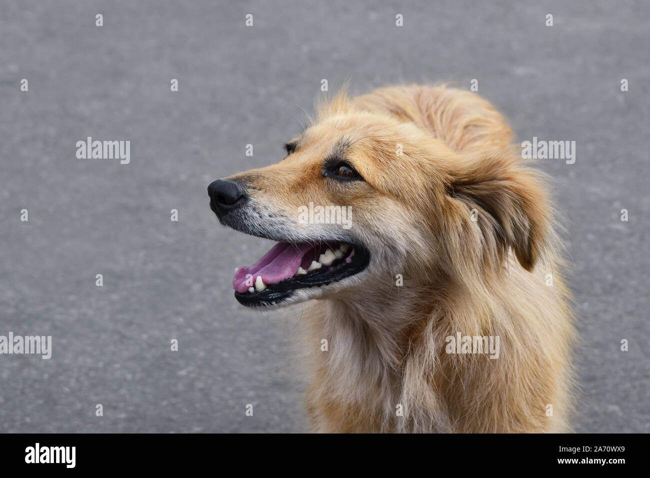 Homeless red dog begging on the road Stock Photo - Alamy