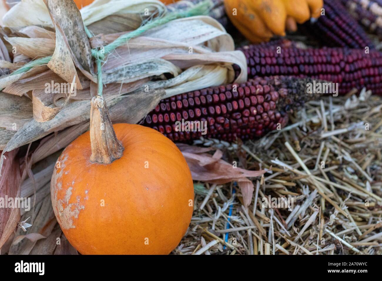 Indian round gourd hi-res stock photography and images - Alamy