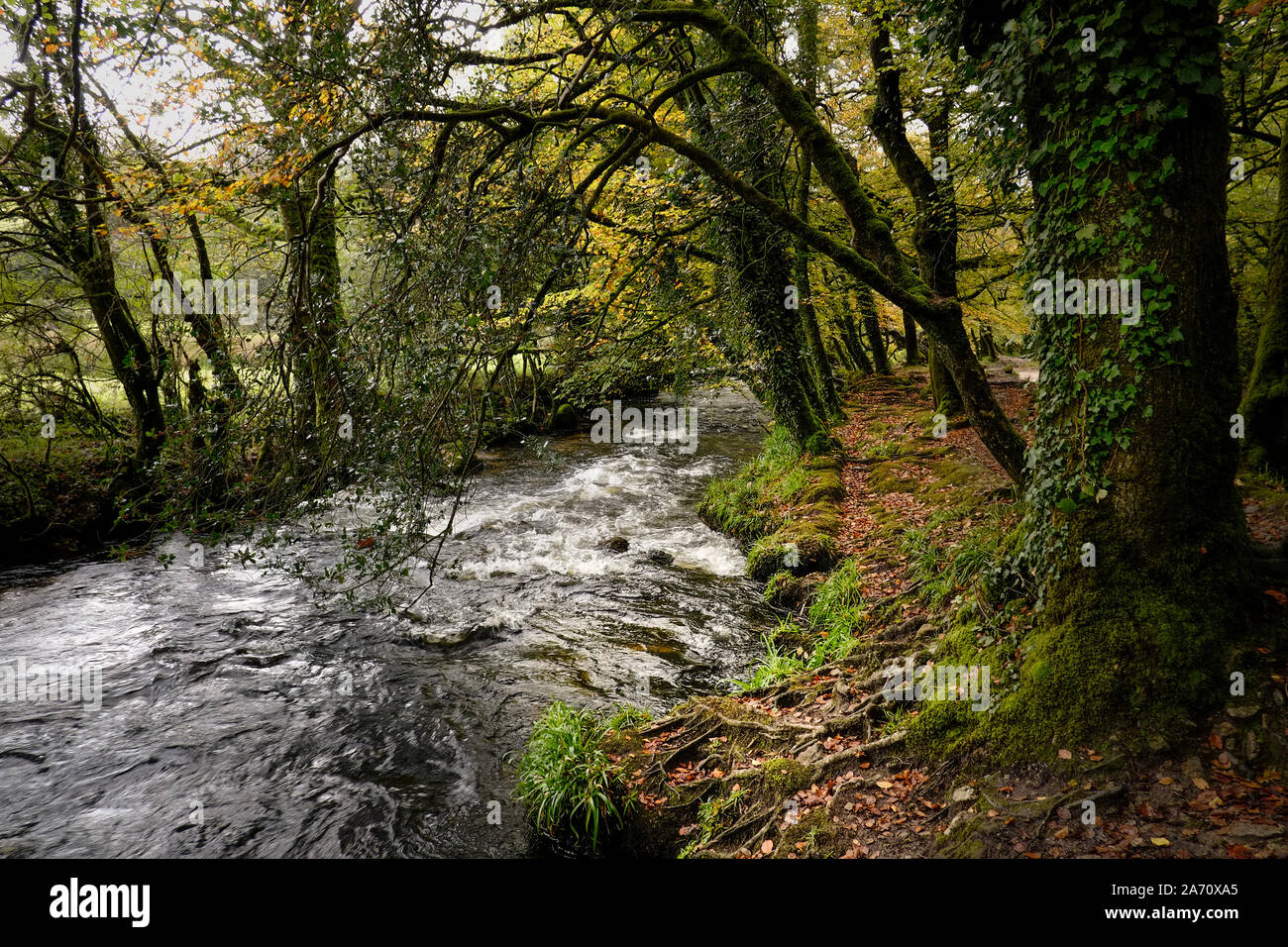 The River Fowey flowing through the ancient woodland of Draynes Wood in ...