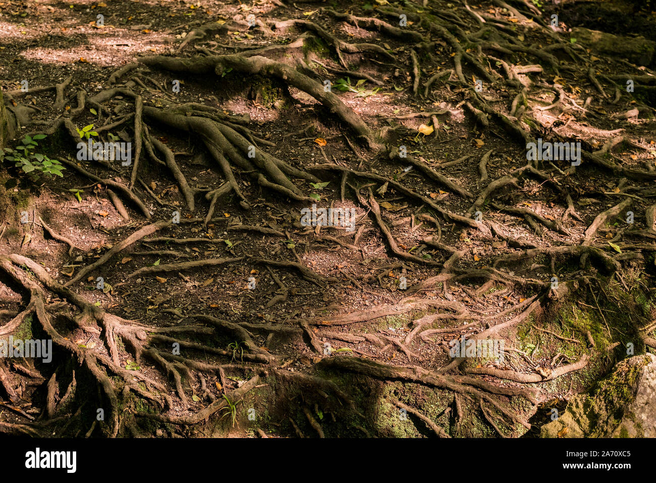 Exposed Beech Tree roots Fagus sylvatica in Tehidy Country Park in ...