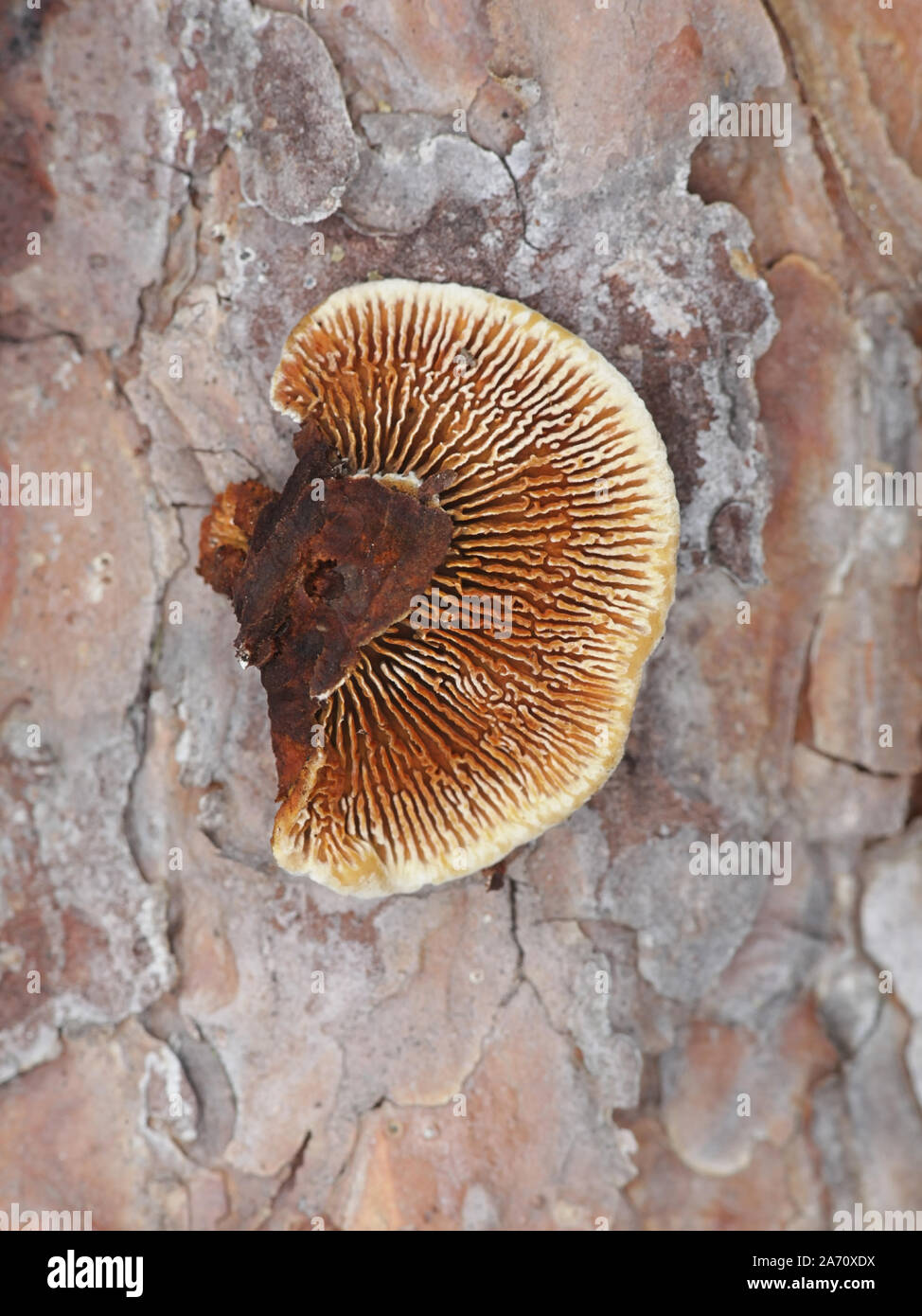 Gloeophyllum sepiarium, known as rusty gilled polypore or conifer ...
