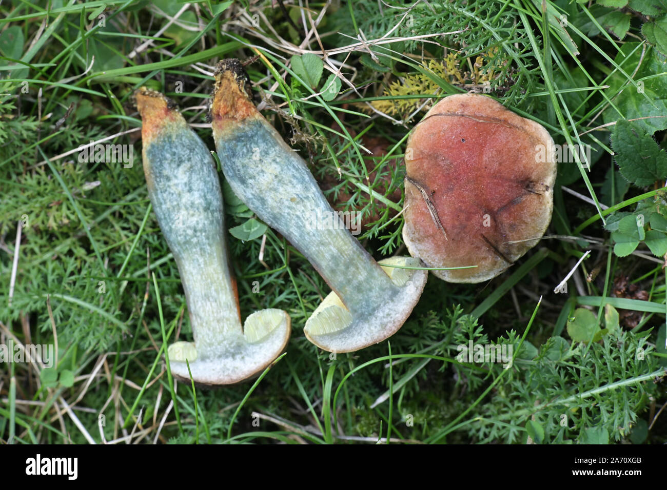 Hortiboletus bubalinus, wild bolete mushroom from Finland Stock Photo ...