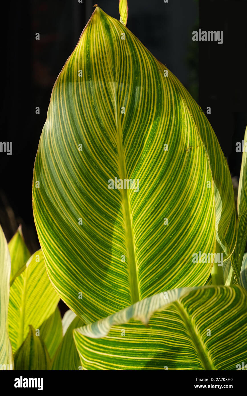 Striped leaf hi-res stock photography and images - Alamy