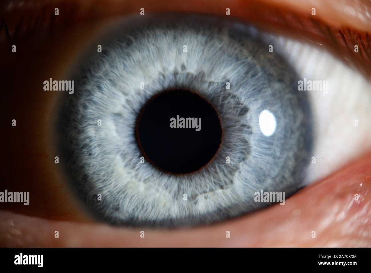 Pupil reaction to light hi-res stock photography and images - Alamy