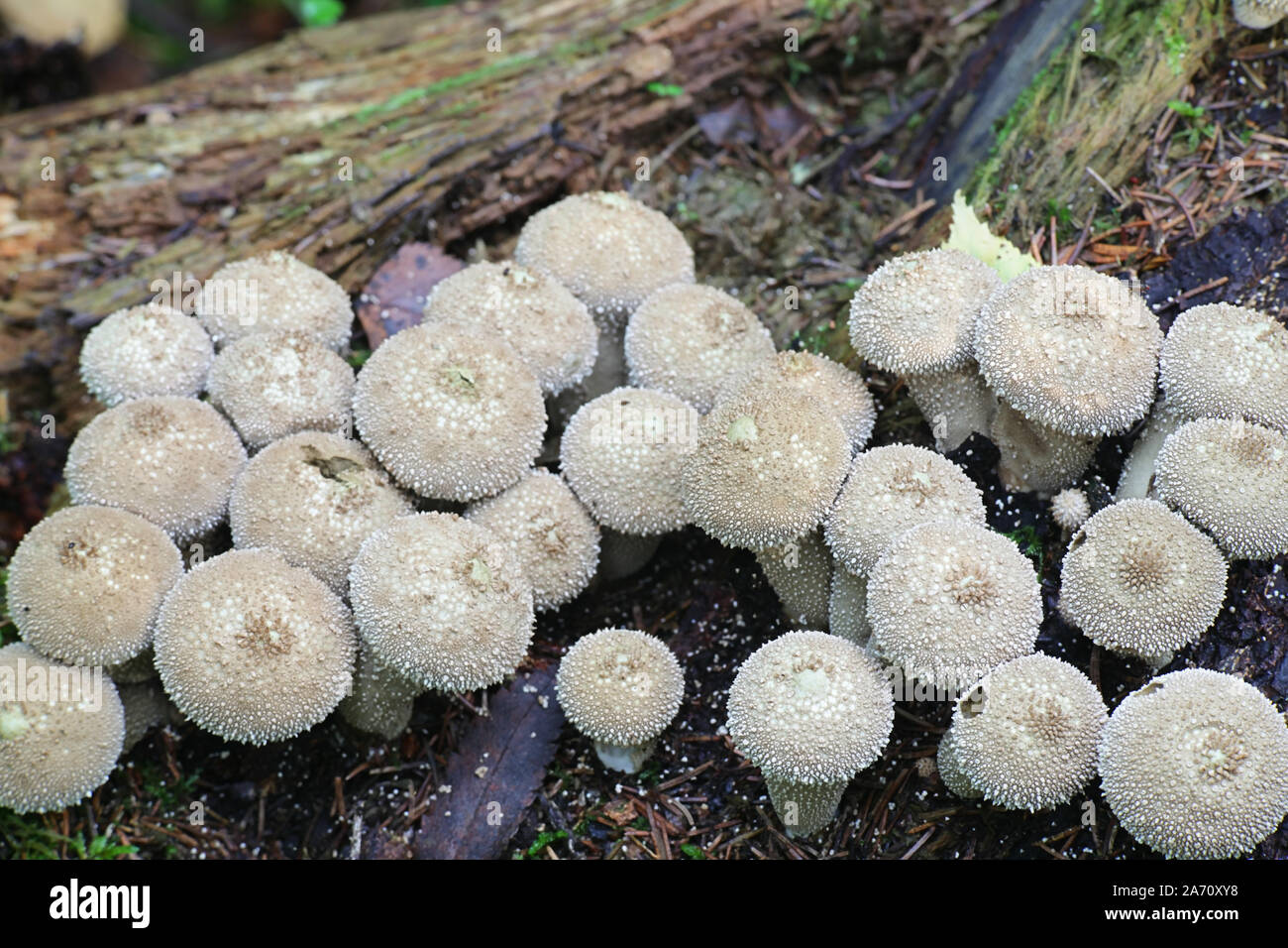 Young puffballs hi-res stock photography and images - Alamy