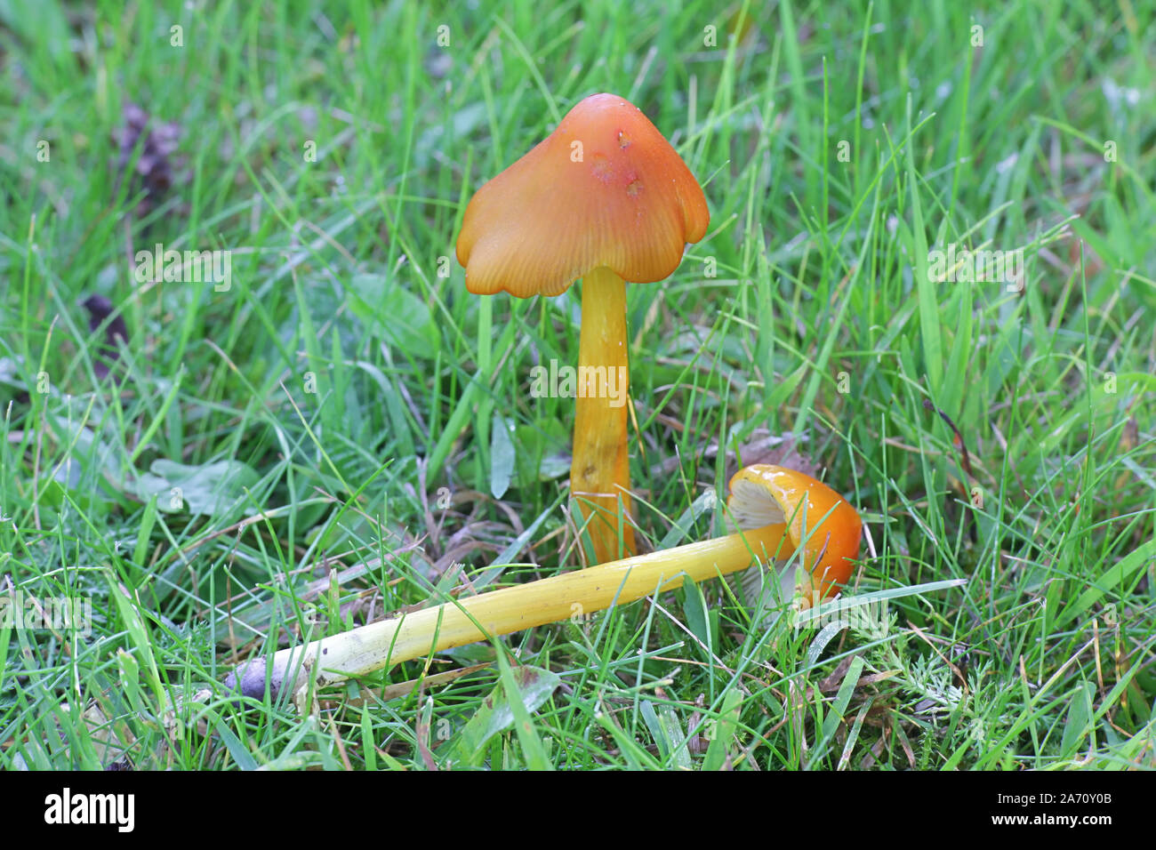 Conical cap mushroom hi-res stock photography and images - Alamy