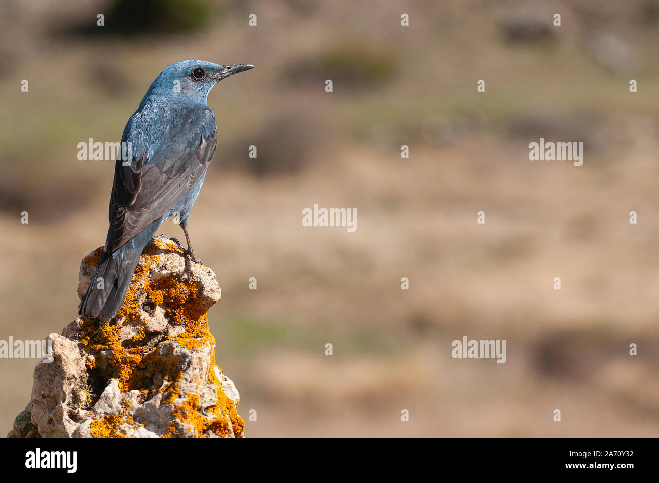 Blue Rock Thrush in his habitat, Monticola solitarius, spain Stock ...