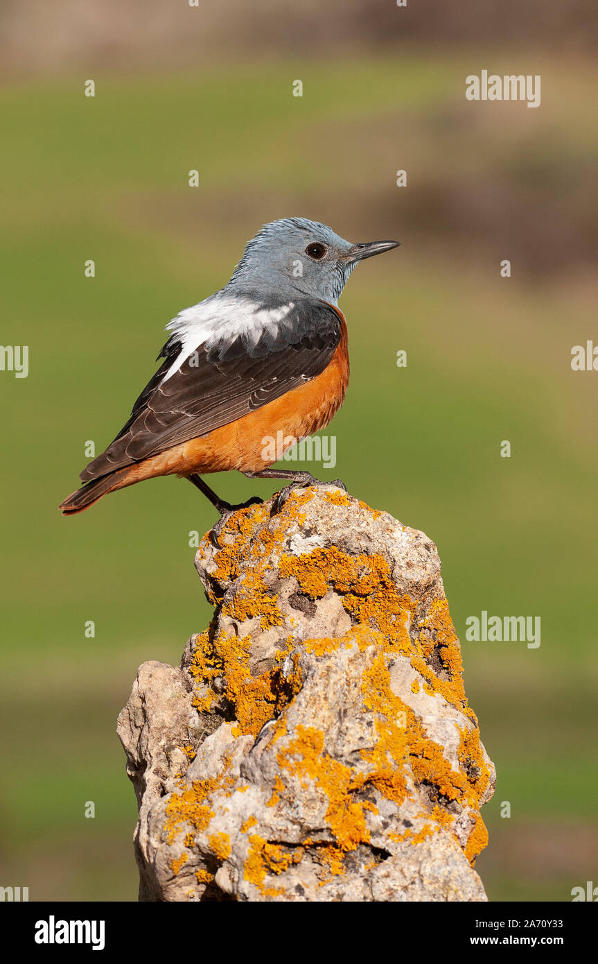 Common Rock Thrush in its habitat - Monticola saxatilis Stock Photo - Alamy