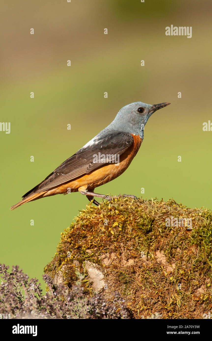 Common Rock Thrush in its habitat - Monticola saxatilis Stock Photo - Alamy