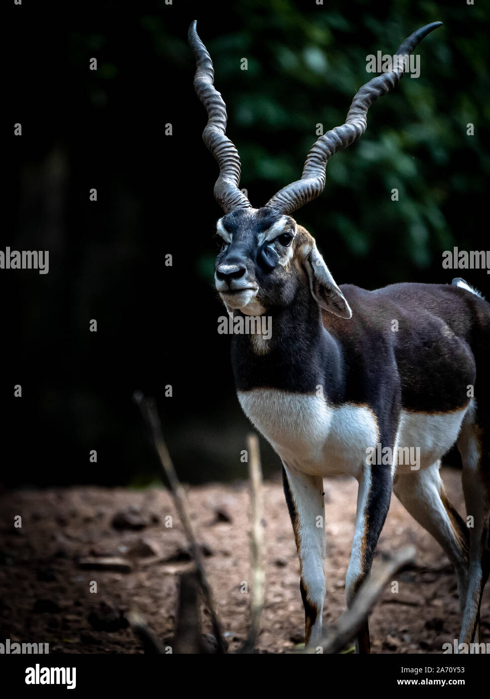 Indian Male Black Buck posing with dark background Stock Photo - Alamy