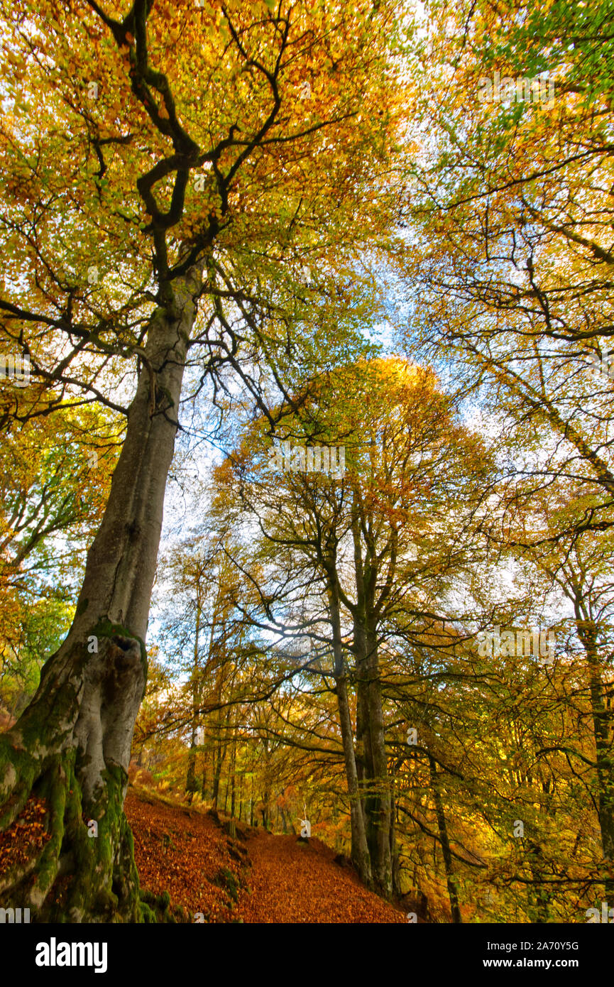 The Birks of Aberfeldy Stock Photo - Alamy