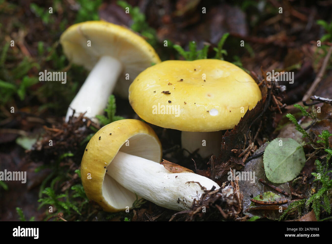 Russula claroflava, known as the yellow swamp russula or yellow swamp ...