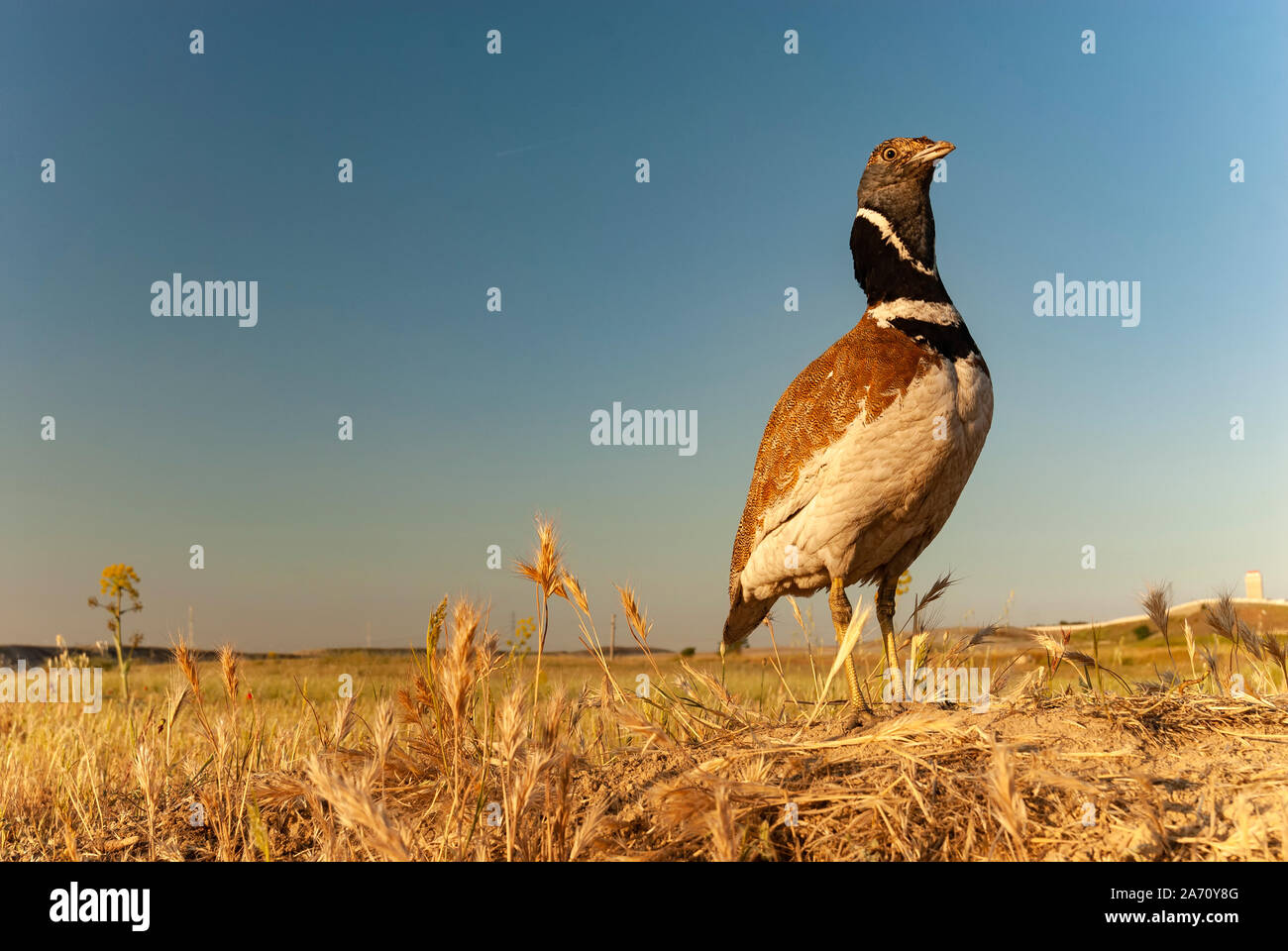 Little bustard lekking hi-res stock photography and images - Alamy