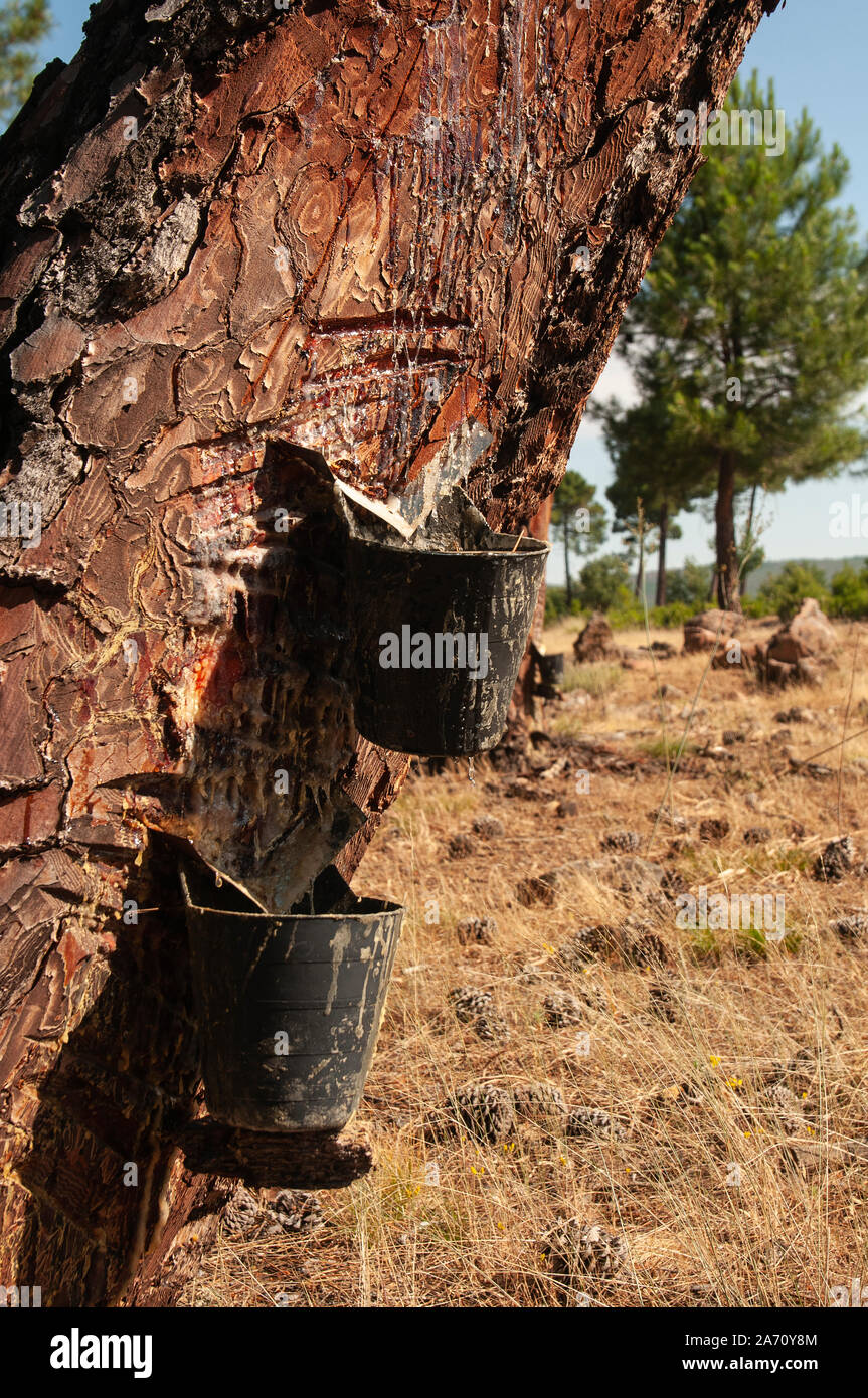Harnessing resin Corsican pine Pinus pinaster, Pinewoods, Spain Stock ...