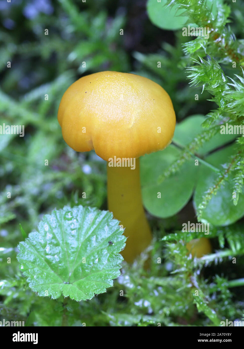 Hygrocybe chlorophana, known as the golden waxcap, wild mushroom from ...
