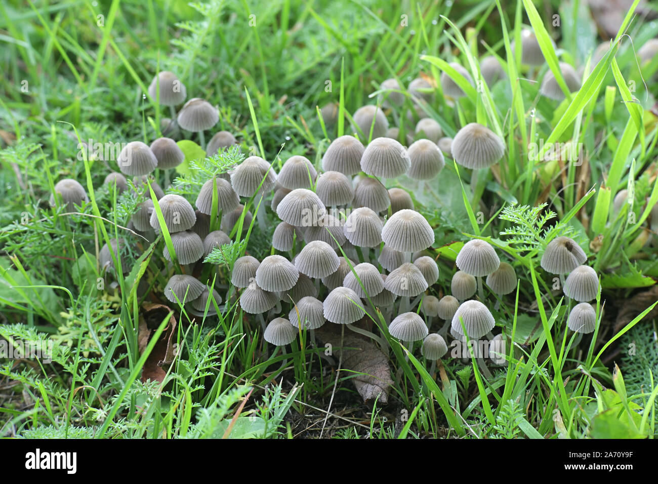 Coprinellus disseminatus, known as fairy inkcap or trooping crumble cap ...