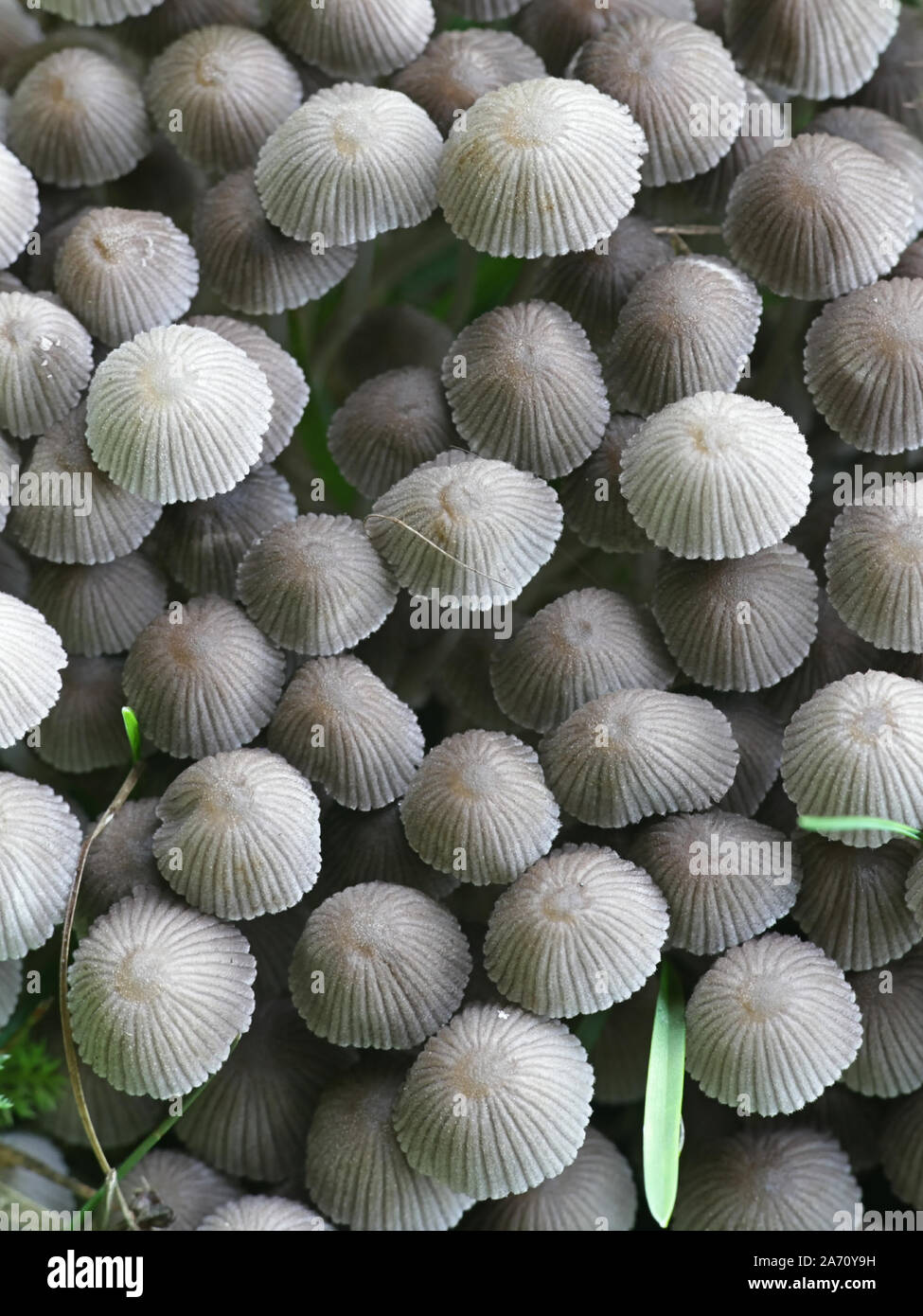 Coprinellus disseminatus, known as fairy inkcap or trooping crumble cap ...