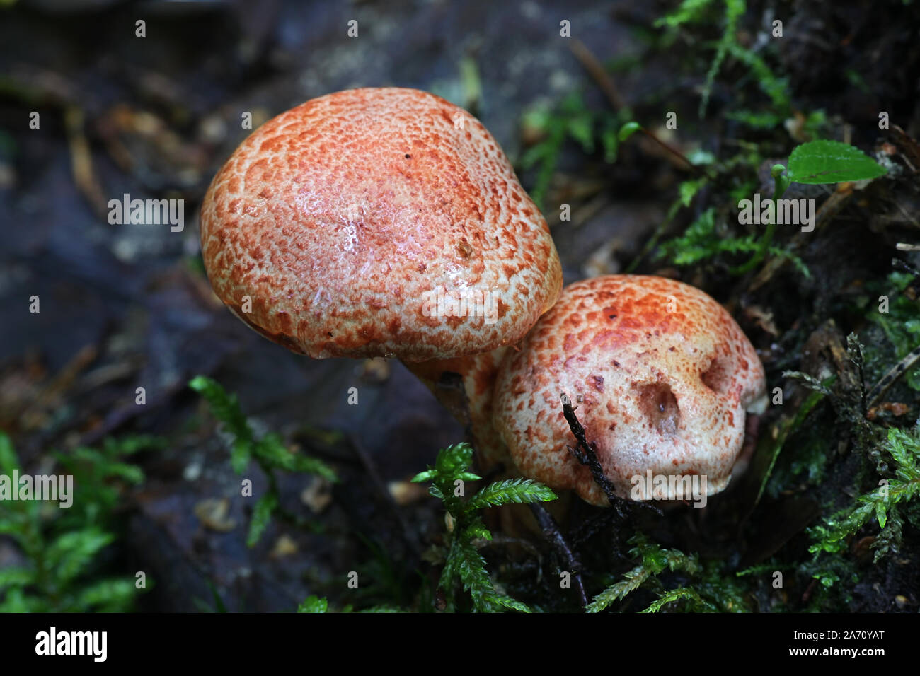 Dappled webcap mushroom hi-res stock photography and images - Alamy