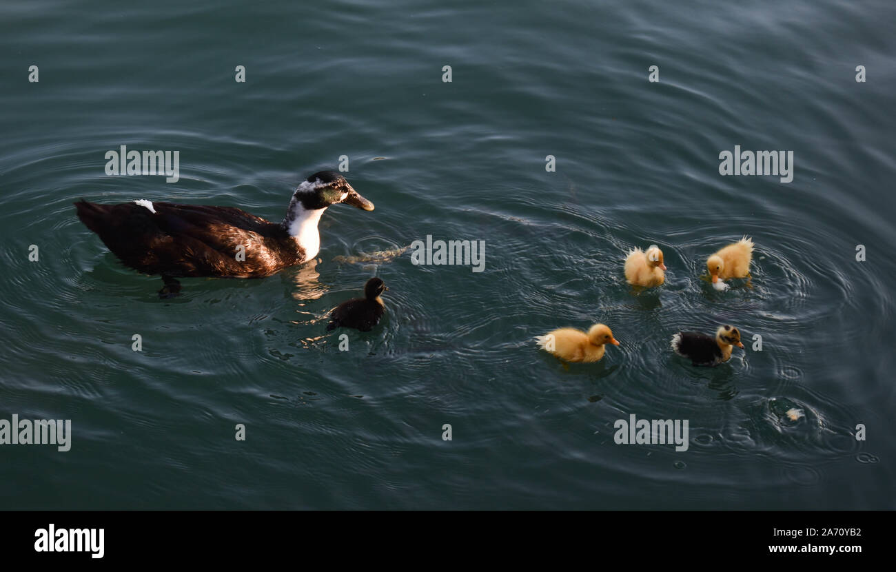 Mother duck and her little ducklings swimming in the river Stock Photo ...