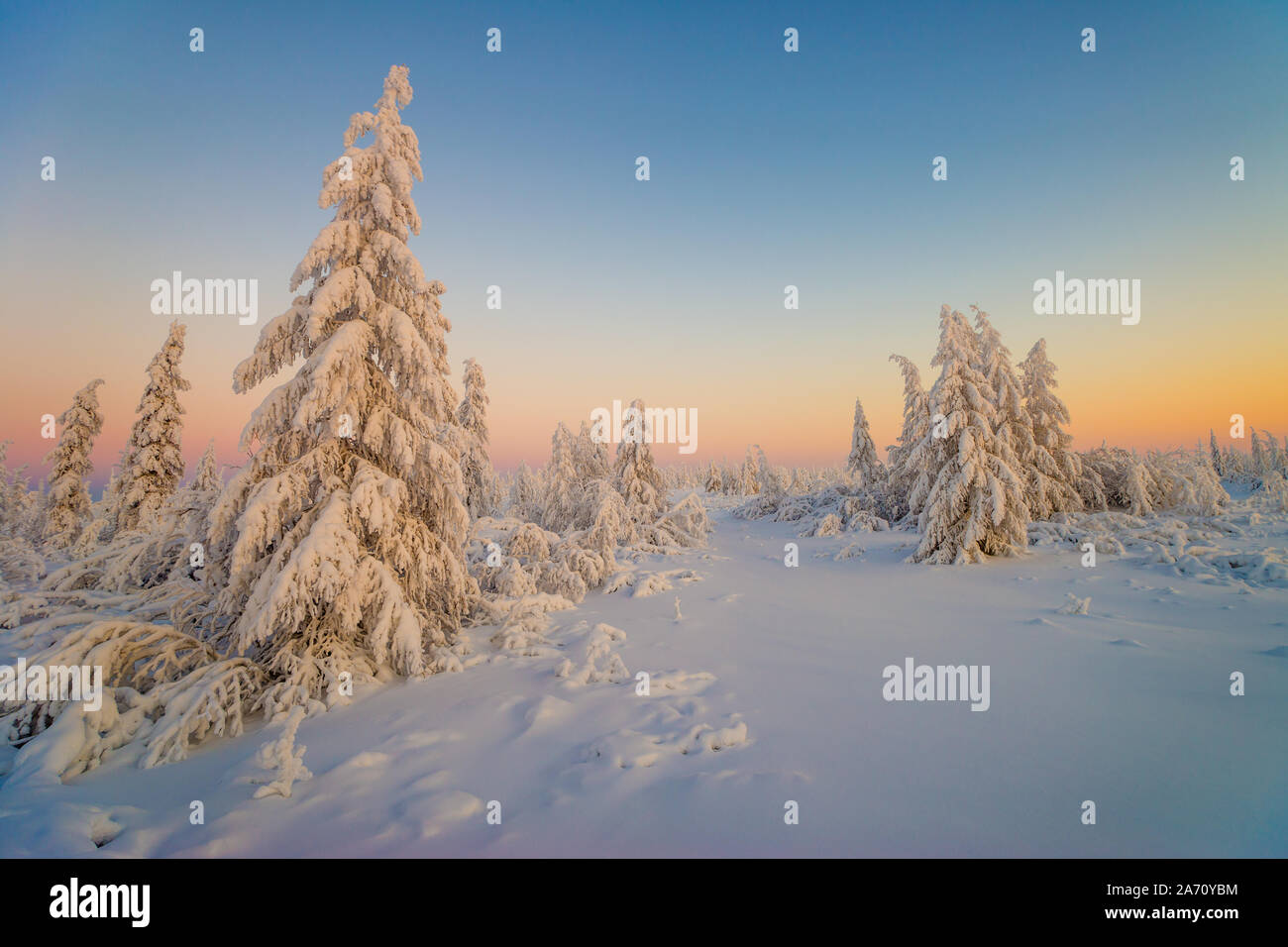 Winter scene. Snowscape. Forest, sunset, trees Stock Photo - Alamy