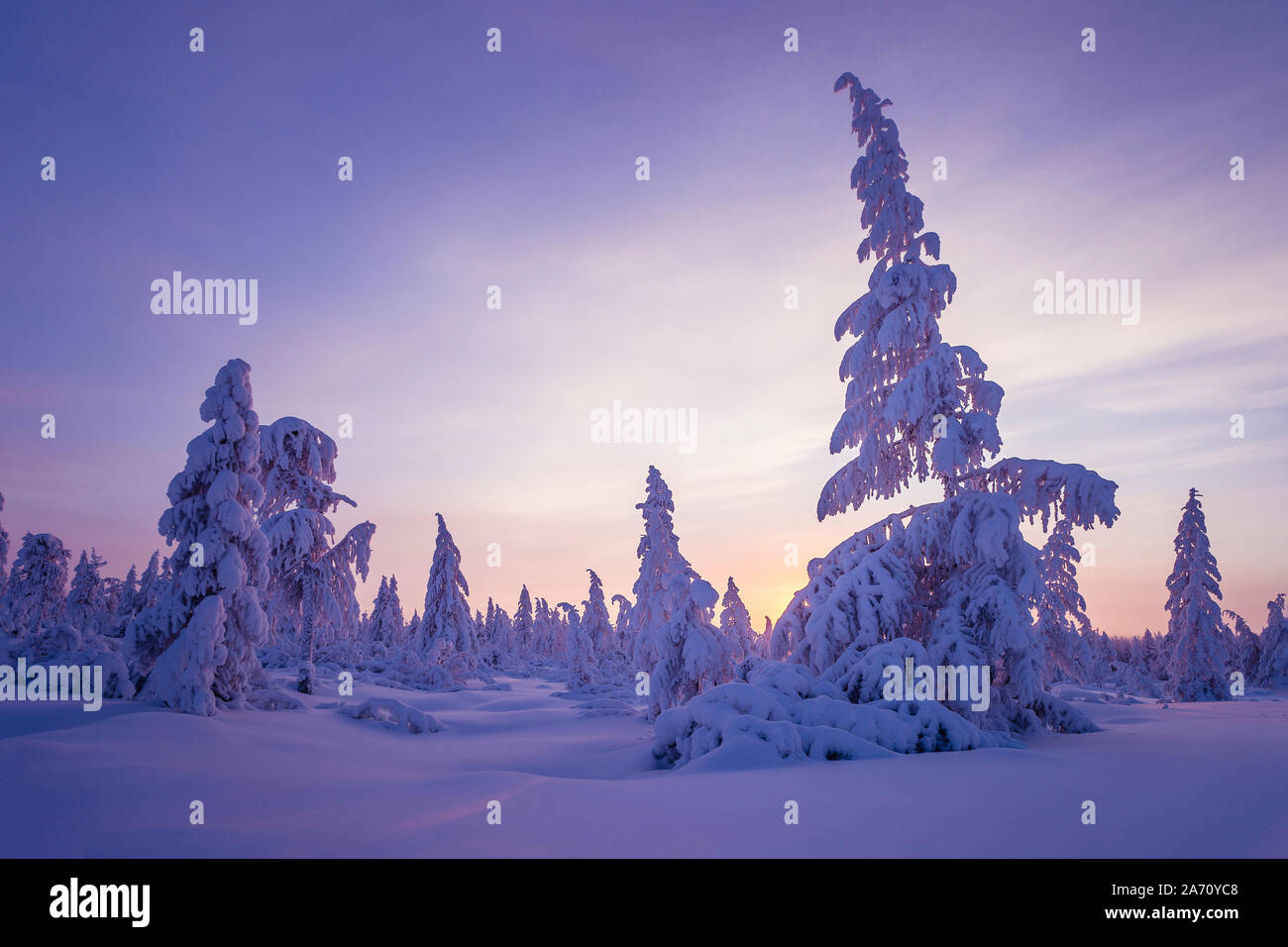 Winter scene. Snowscape. Forest, sunset, trees Stock Photo - Alamy