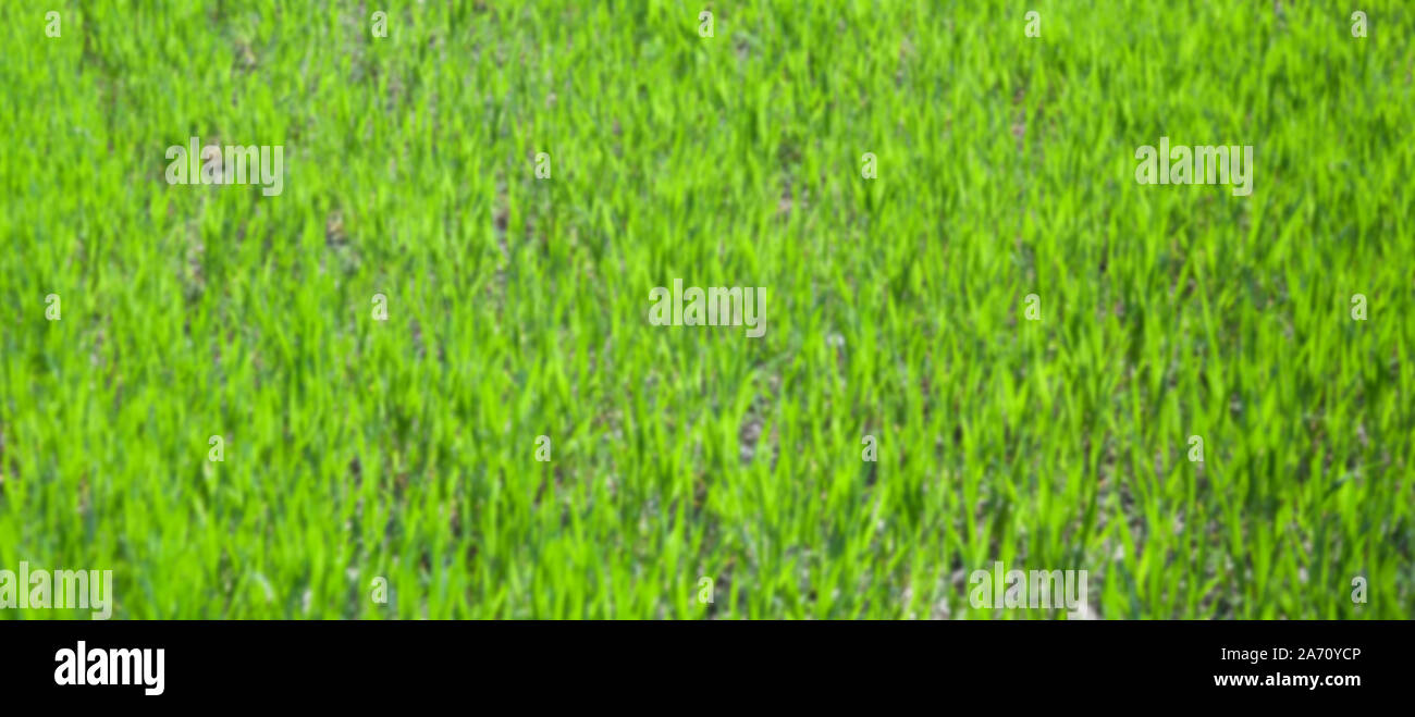 Background from grass. Perfect grass for background. Texture green ...