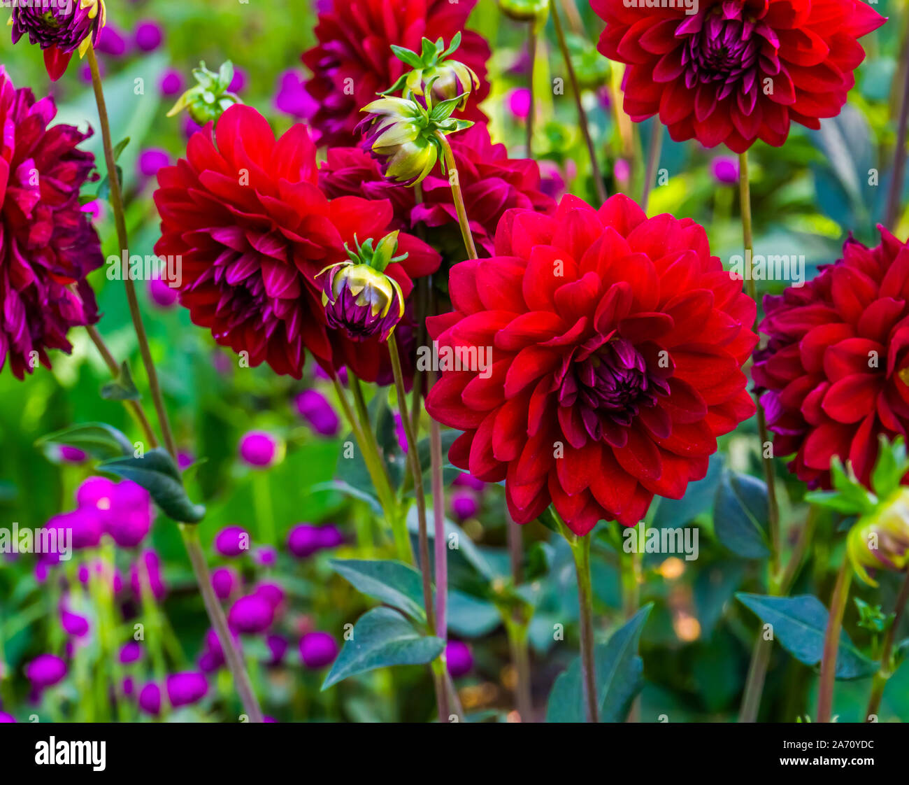 couple of red dahlia flowers in bloom, popular cultivated ornamental ...