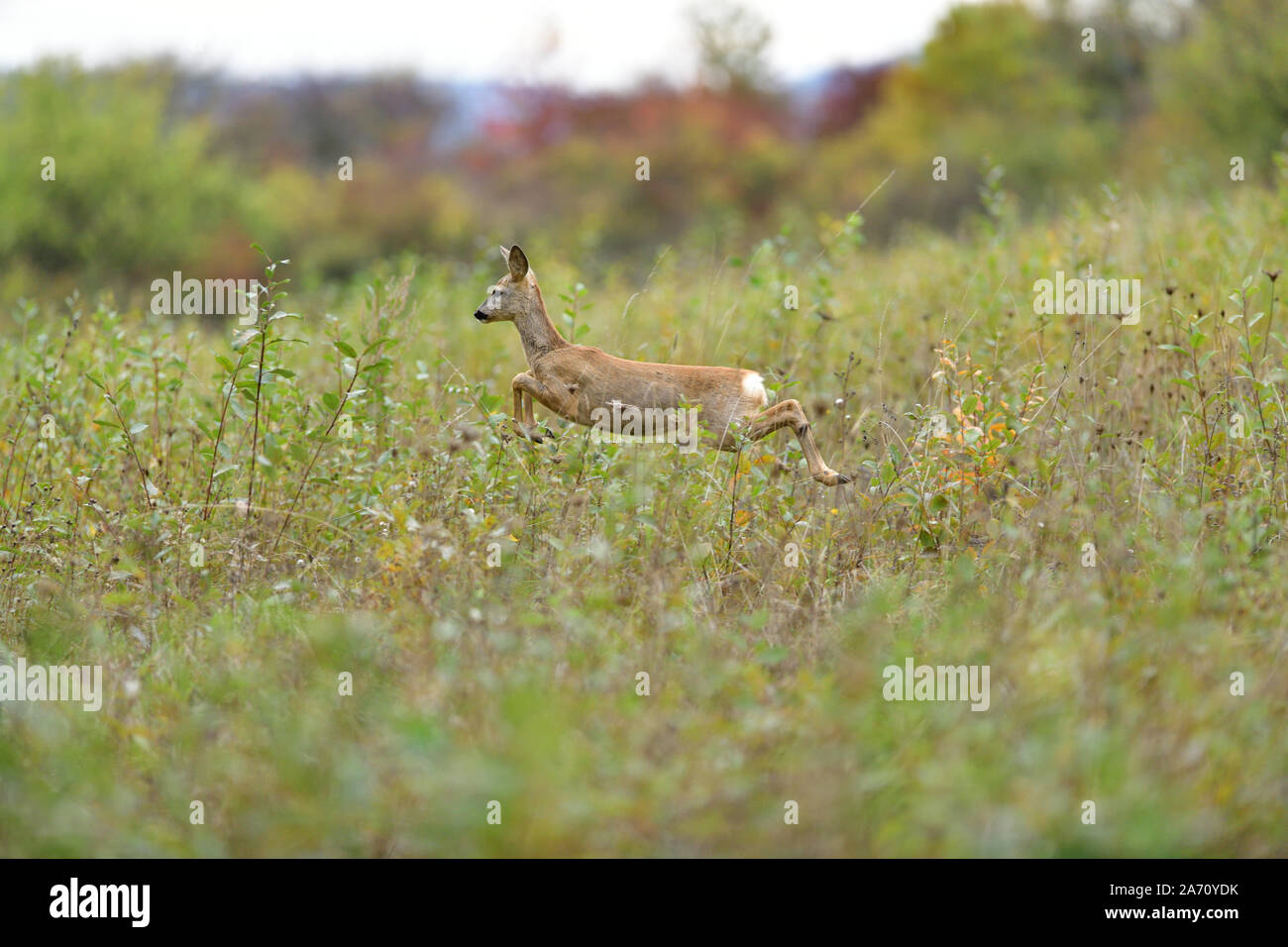 Doe deer jumping in high grass on meadow Stock Photo - Alamy
