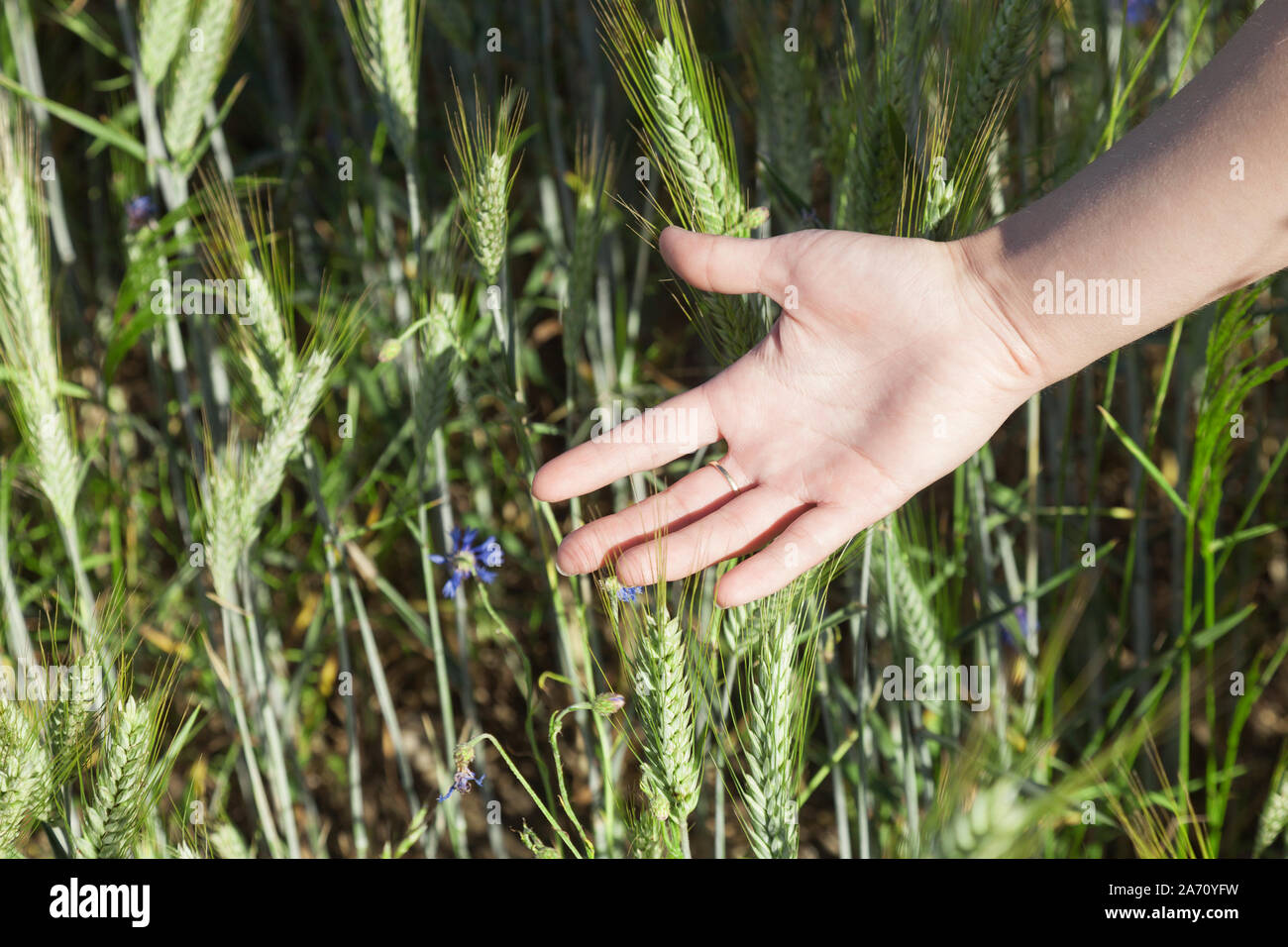 Hand of a white woman touching growing corn Stock Photo - Alamy