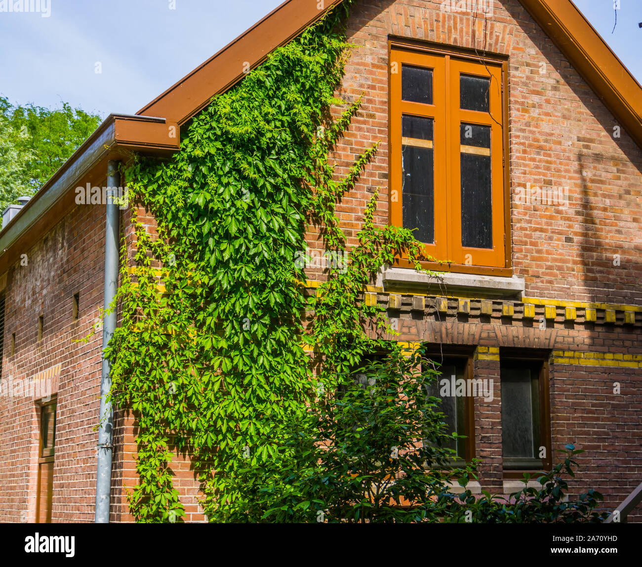 dutch home with windows and ivy growing on the wall, classical ...