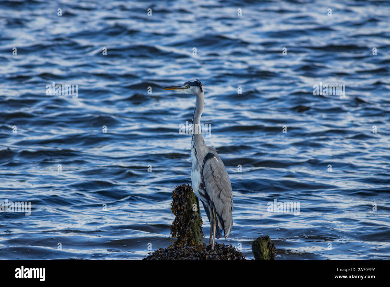 Grey Heron standing in the river Bann, Castlerock, County Londonderry ...