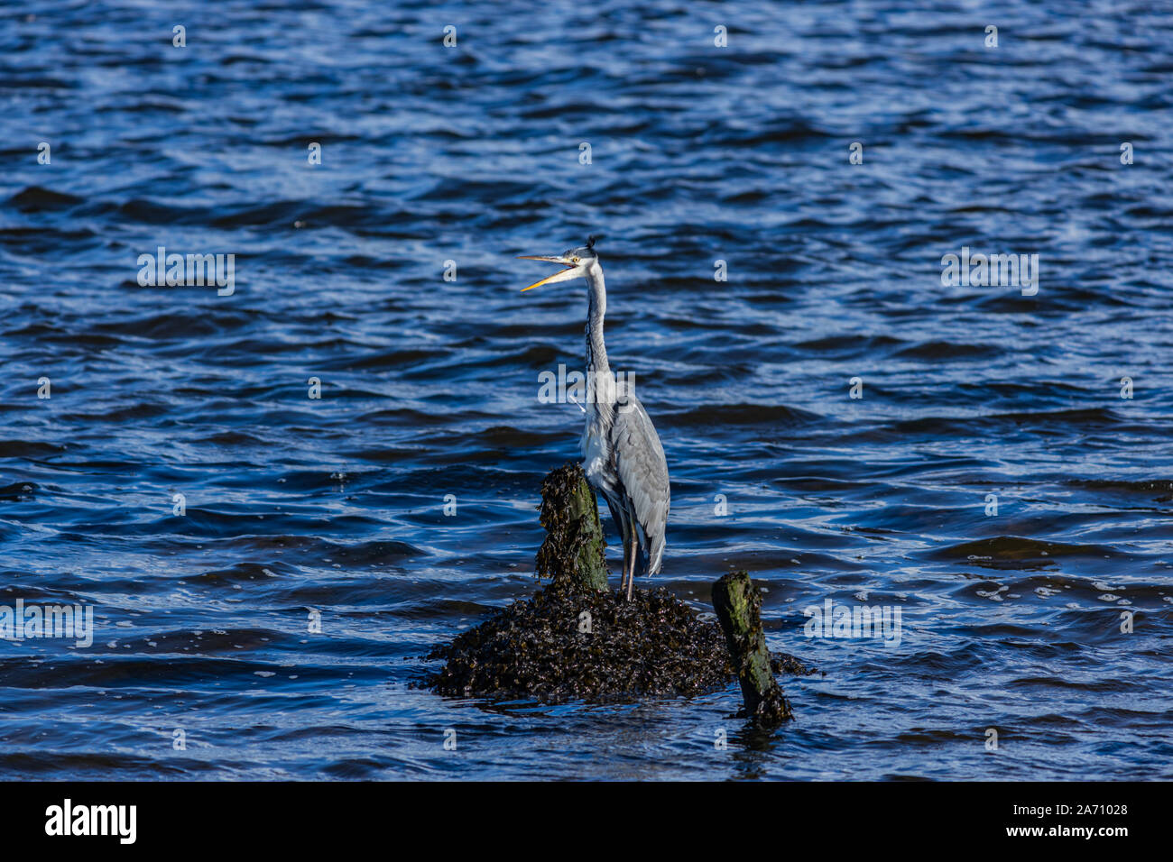 Grey Heron standing in the river Bann, Castlerock, County Londonderry ...