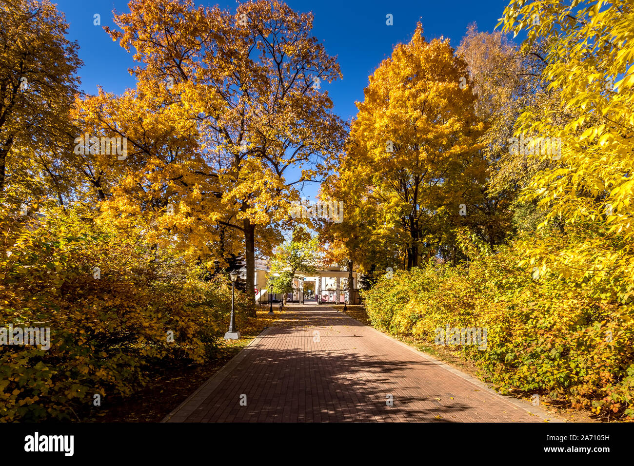 Yellow leaf fall in the park in golden autumn. Landscape with maples and other trees on a sunny ...