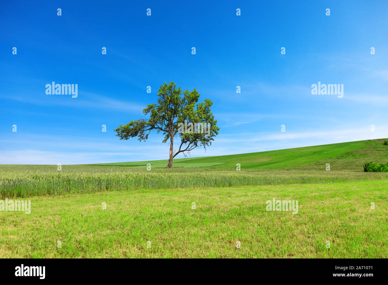 Tree, field, hill, amazing blue sky Stock Photo - Alamy