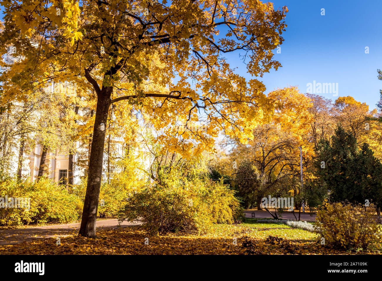 Yellow leaf fall in the park in golden autumn. Landscape with maples and other trees on a sunny ...