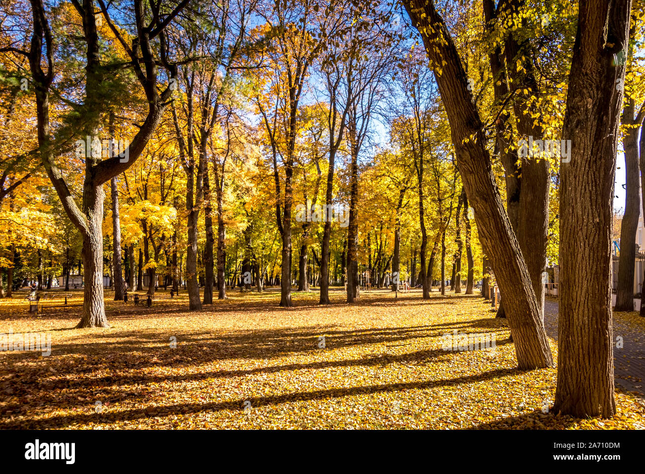Yellow leaf fall in the park in golden autumn. Landscape with maples and other trees on a sunny ...