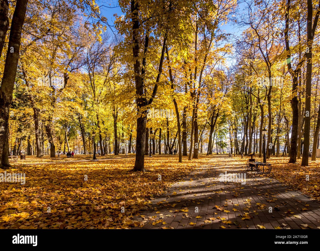 Yellow leaf fall in the park in golden autumn. Landscape with maples and other trees on a sunny ...