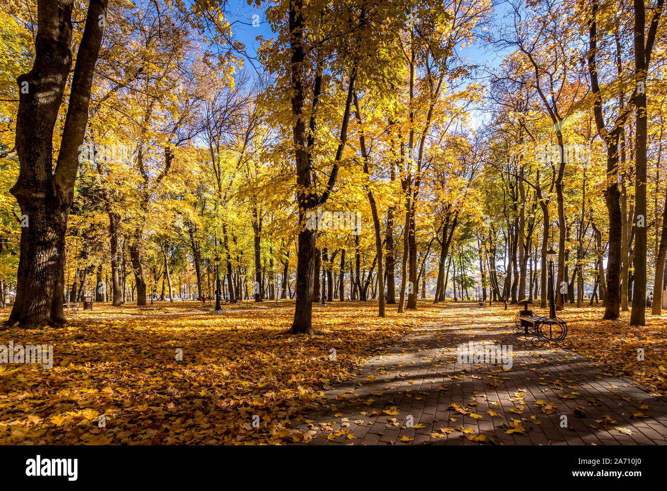 Yellow leaf fall in the park in golden autumn. Landscape with maples and other trees on a sunny ...