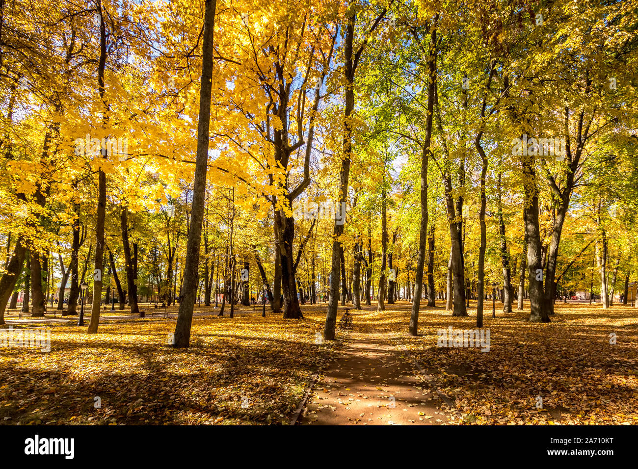 Yellow leaf fall in the park in golden autumn. Landscape with maples and other trees on a sunny ...