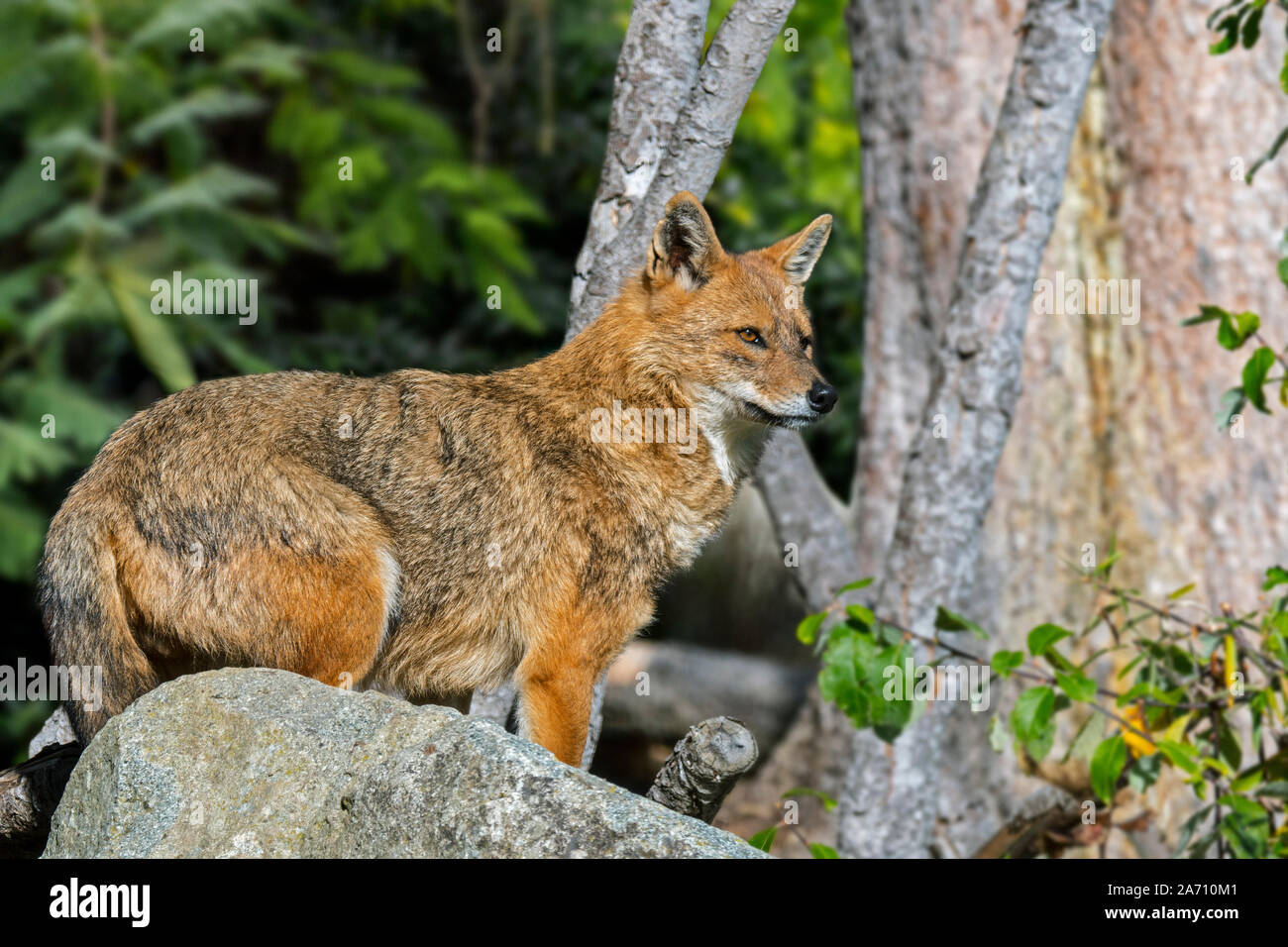 Golden jackal (Canis aureus) canid native to Southeast Europe and Asia ...