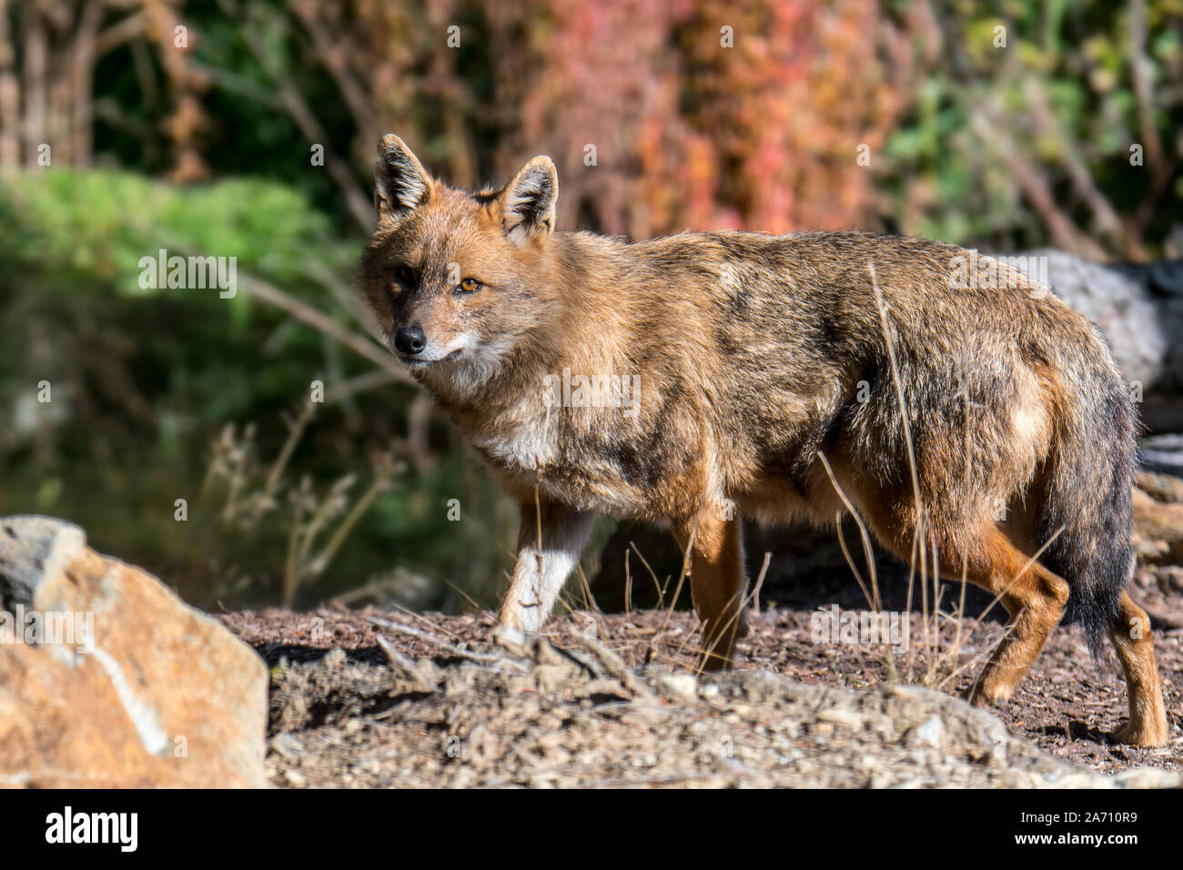Predators of southeast asia hi-res stock photography and images - Alamy