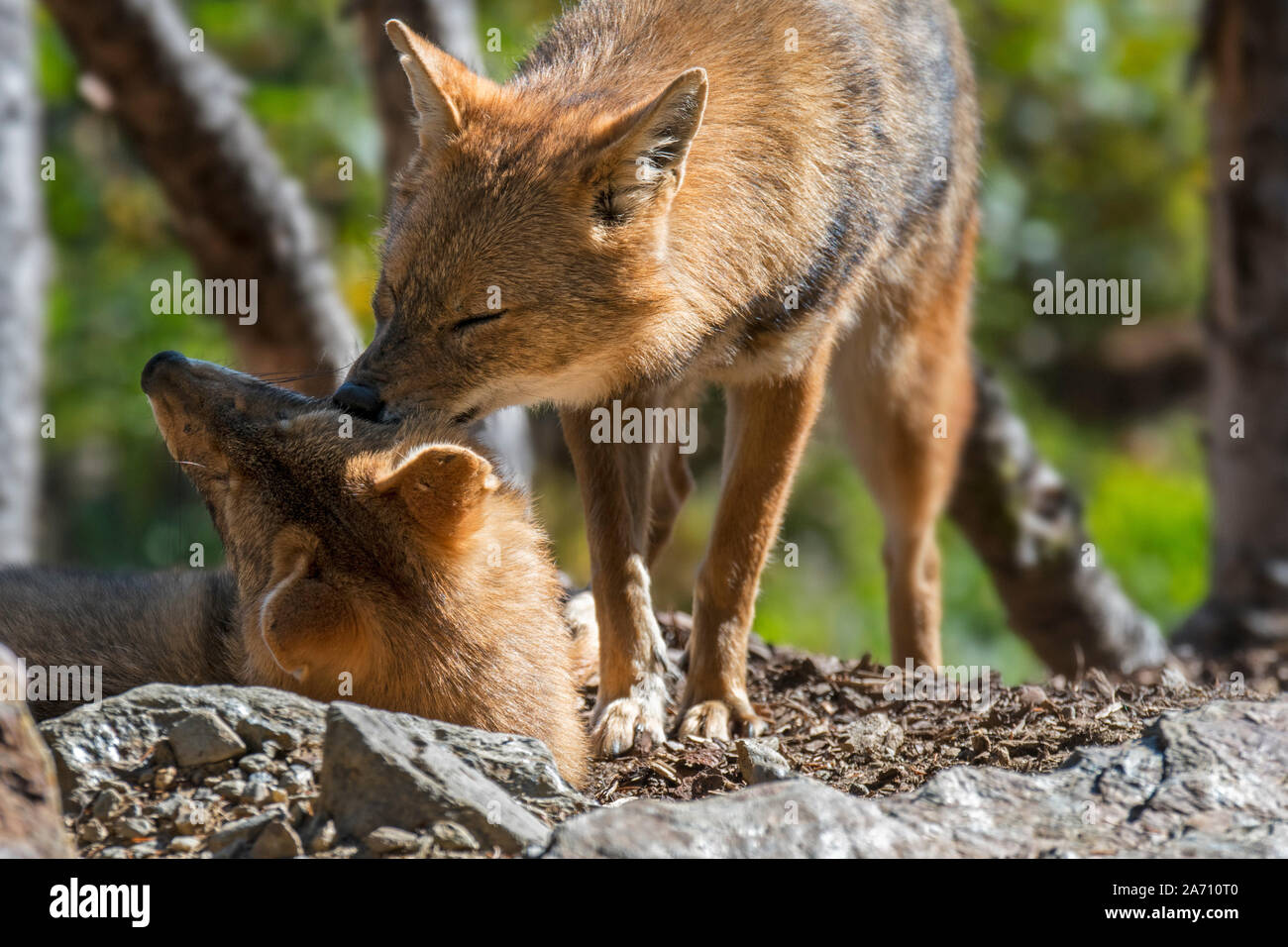 Golden jackal (Canis aureus) male greeting female partner, canids ...