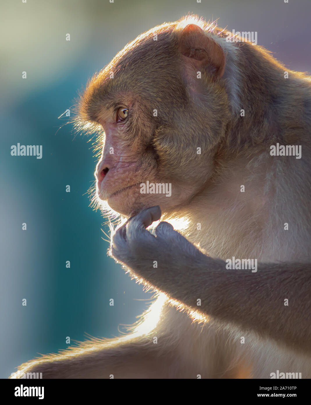 Indian Macaque monkey posing with backlit and great facial detail Stock ...