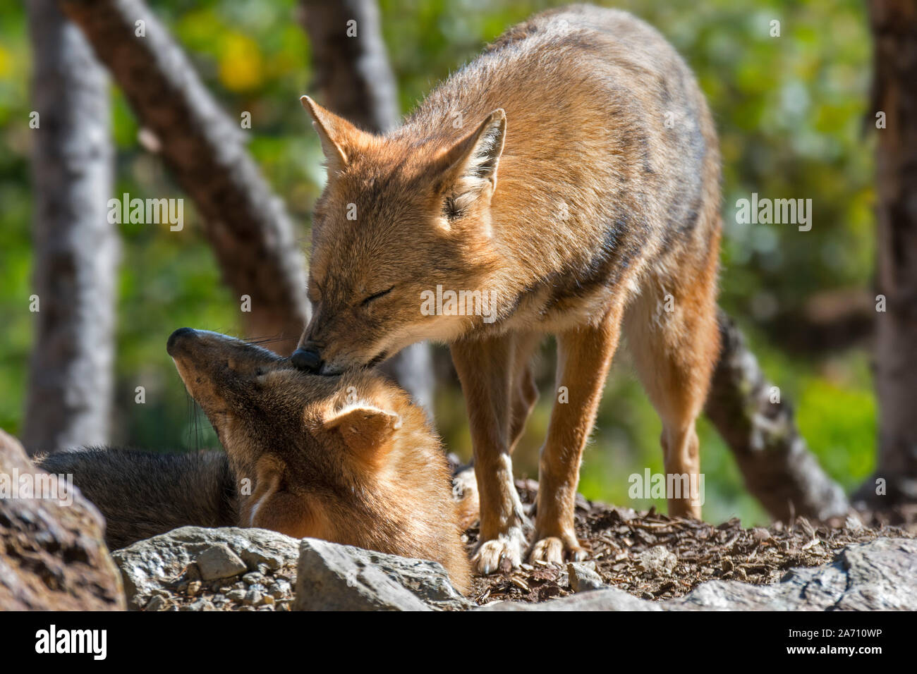 Golden jackal (Canis aureus) male greeting female partner, canids ...