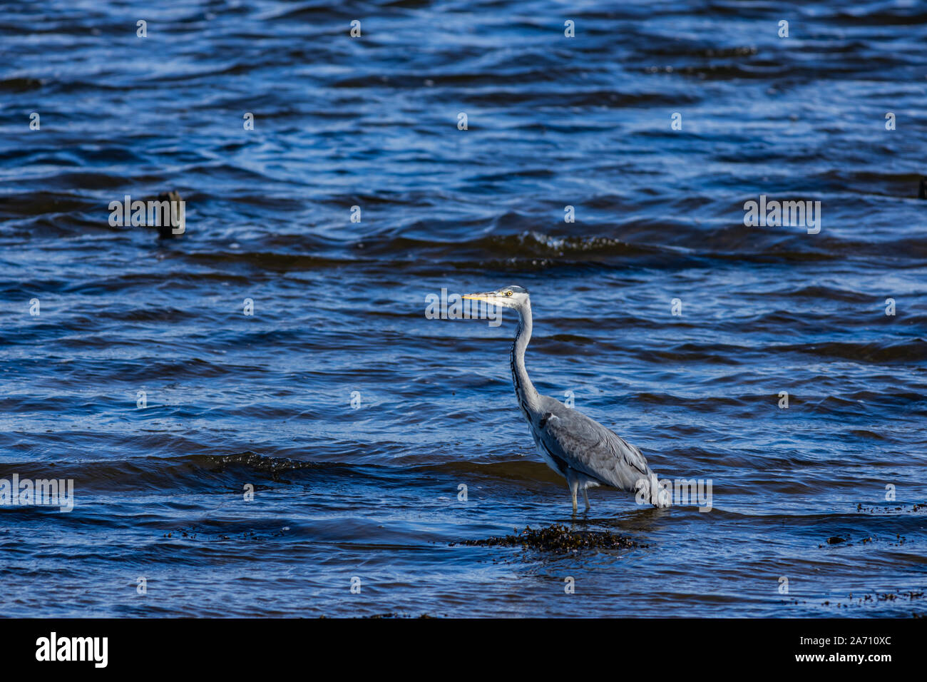 Grey Heron standing in the river Bann, Castlerock, County Londonderry ...