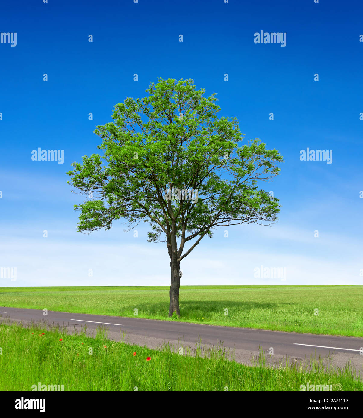 Tree with meadow and blue sky and road Stock Photo - Alamy