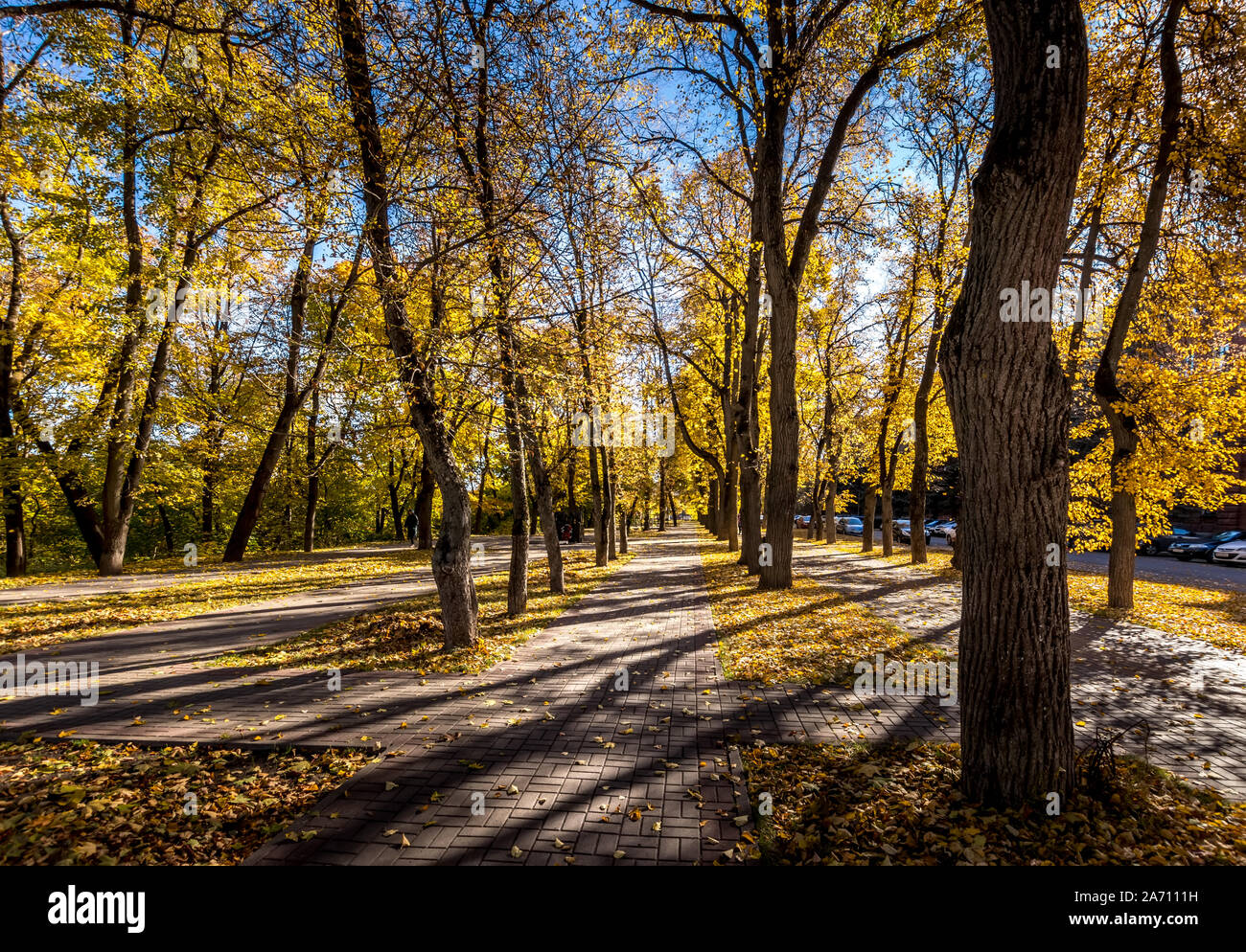 Yellow leaf fall in the park in golden autumn. Landscape with maples and other trees on a sunny ...